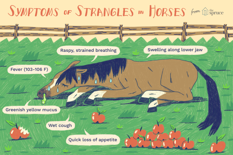 Strangles | Equestrian Health | Dallas Buston Polo Club
